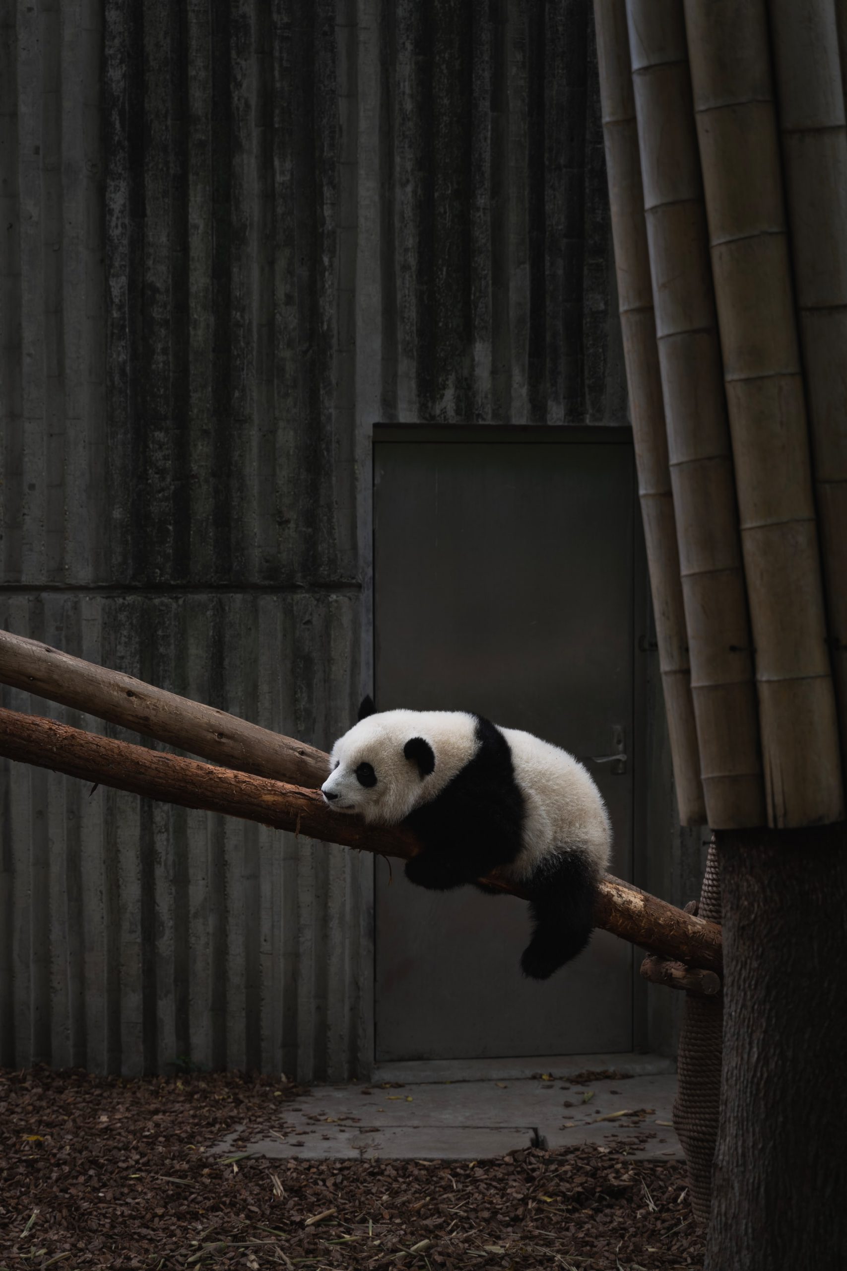 Griddb上でpandasのデータフレームを使用する Griddb Developers